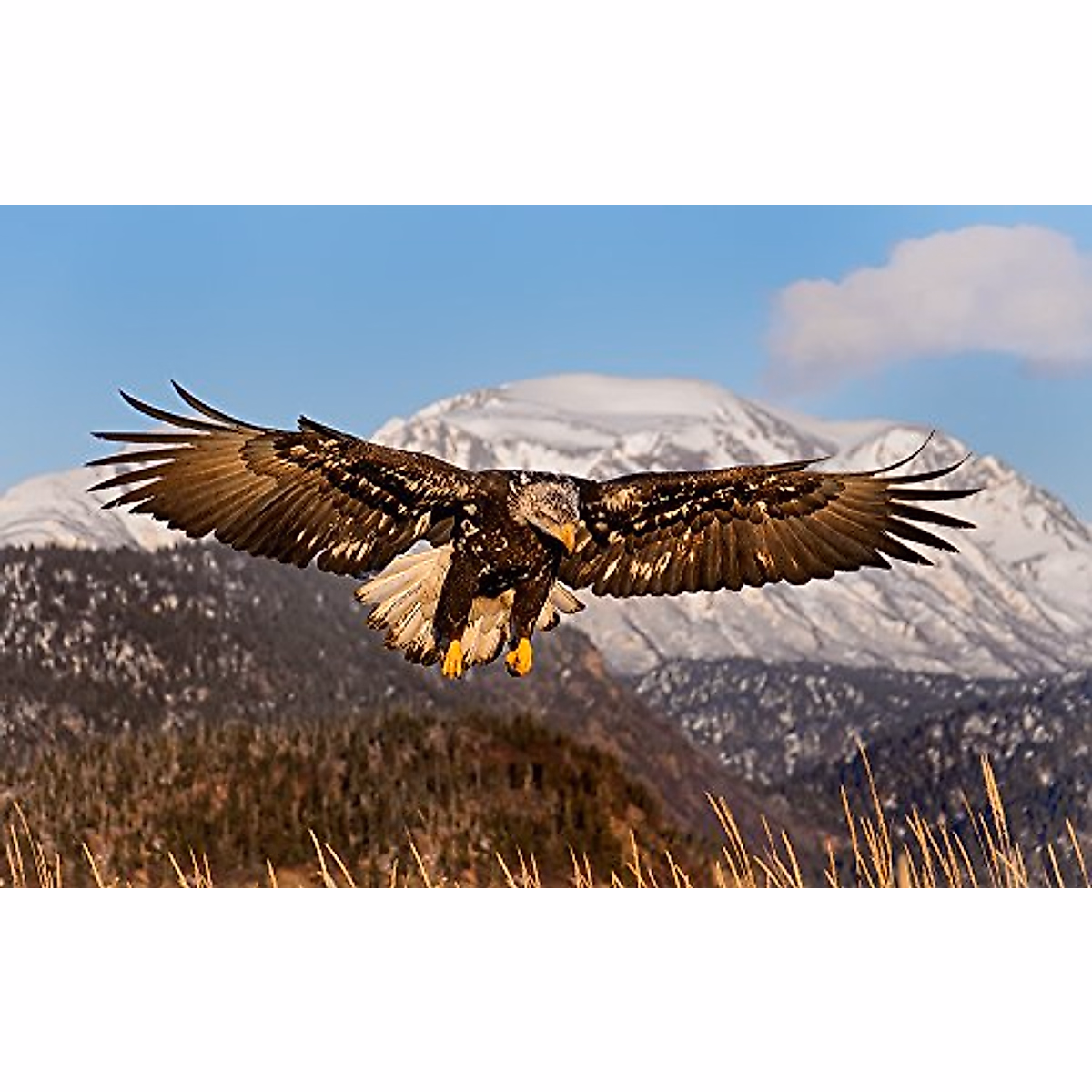 Sigma 18-250mm f3.5-6.3 DC Macro OS HSM for Canon (883101) (Renewed)