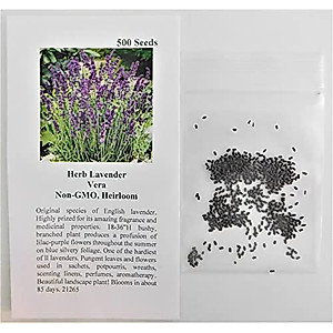 David's Garden Seeds Herb Lavender Vera 1199 (Purple) 200 Non-GMO, Heirloom Seeds