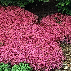 Creeping Thyme Seeds for Planting - 20000+ Magic Creeping Thyme Seeds Ground Cover Plants Heirloom Flowers Non-GMO Perennial Thymus Serpyllum Seeds