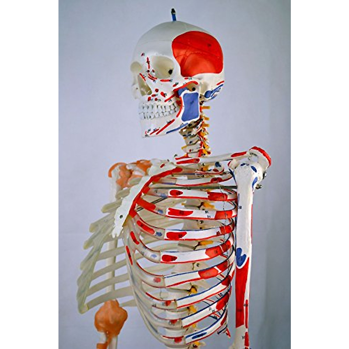 Wellden Product Anatomical Human Muscular Skeleton Model, w/Ligament, Numbered, Life Size 170cm