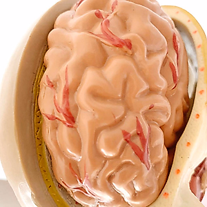 KINOFU Teaching Model, Human Torso Body Model 55Cm Anatomy Anatomical Medical Internal Organs Trunk Human Internal Body Model for Teaching Anatomy Biology Teaching Aids