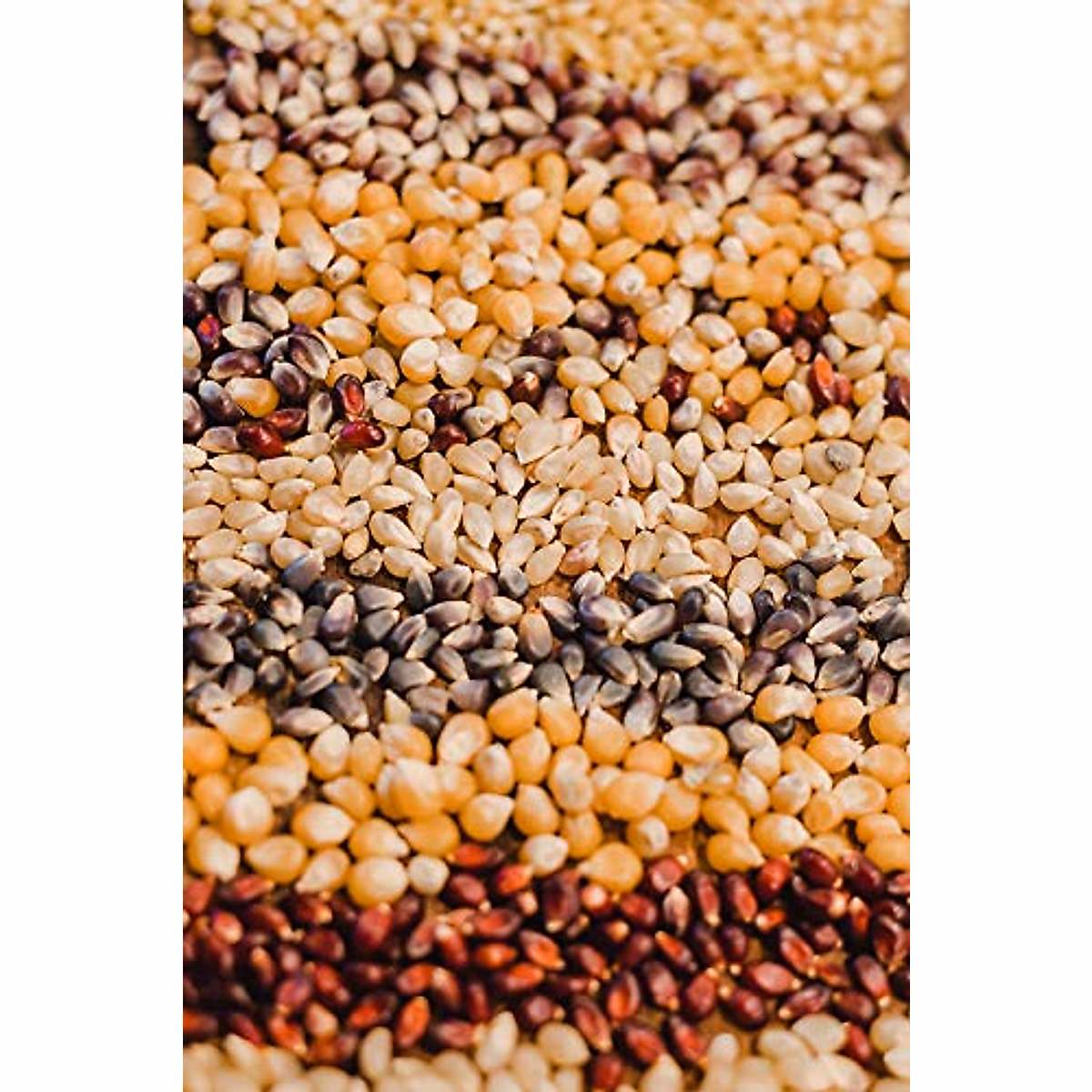 Amish Country Popcorn - 10 (1 Lb Bag) Variety Gift Set Bundle (Red, Blue, Medium White, Midnight Blue, Purple, Ladyfinger, Baby White, Rainbow, Medium Yellow, and Mushroom)