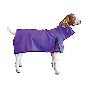 Goat Blanket, Extra-Large, Purple