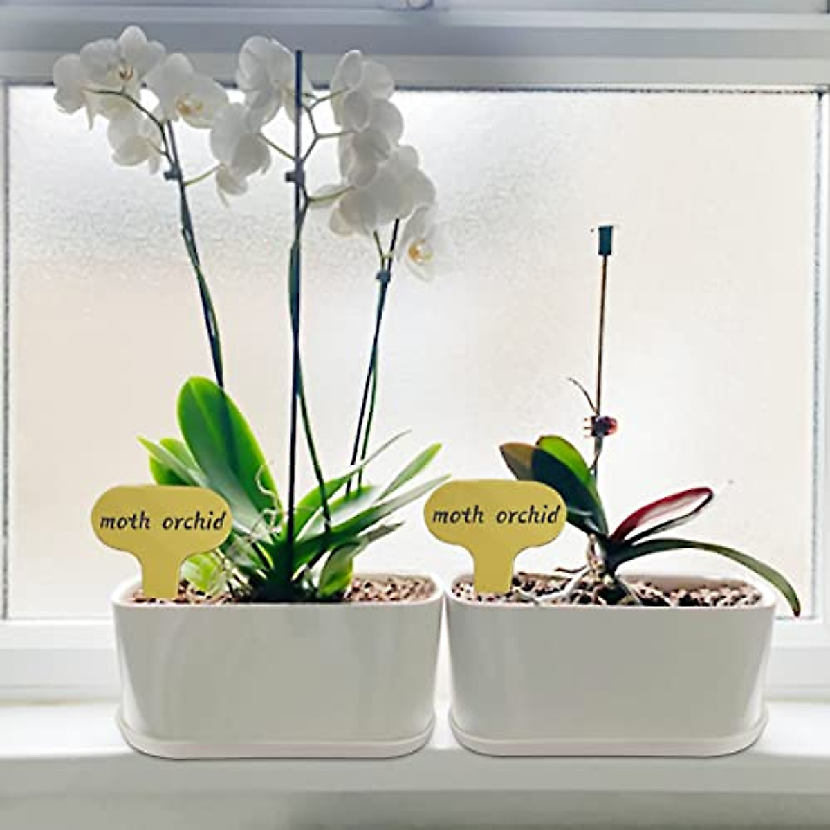 Torfican 5 Set Window Herb Planter Box Rectangular,8.5x3.5 Inch White Plastic Planters with Multiple Drainage Holes and Trays,Indoor Succulent Cactus Mint Flower Pot for Windowsill,Garden Balcony