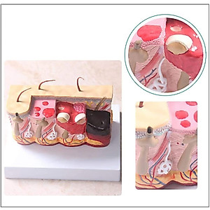 HAILIA Study Model Educational Model Skin Anatomical ModelMedical Anatomical Skin Model Burn Skin Anatomy Model for Study Display Medical Taching Model,Medical Models