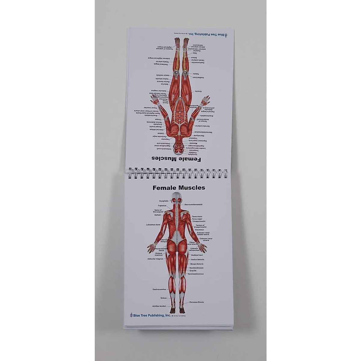 Female Anatomy (Flip Chart)