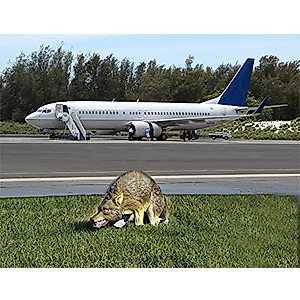 Bird-X 3D Coyote Decoy, Lifelike Predator Replica, Coyote Decoy with Moving Tail and Realistic Markings, Easy to Install, Covers up to 1 Acre of Land, 32" x 8" x 30"