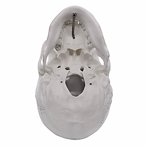 Human Anatomical Skull Model, 3 Part - Medical Quality Plastic Replica - 9" Height - Removable Calvaria - Articulated Mandible - Eisco Labs