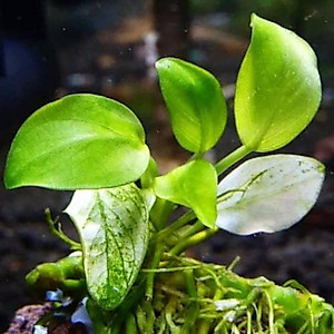 Mainam 3 Different Anubias Nana Java Fern Windelov Java Moss Tropical Freshwater Live Aquarium Plant Decorations 3 Days BUY2GET1FREE