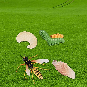 Colcolo 4Pieces Wasp Life Cycle Toy Figures Educational Children's Preschool Props