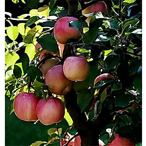 zcbang 30+ Bonsai Apple Tree Seeds Garden Yard Outdoor Living Fruit Seeds