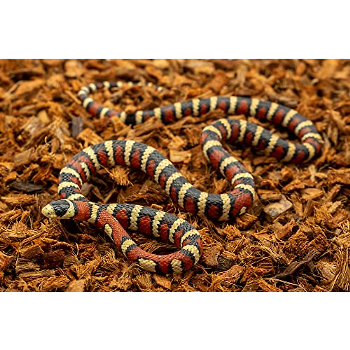 RediChip Coconut Chip Substrate for Reptiles 36 Quart Loose Medium Sized Coconut Husk Chip Reptile Bedding for Snakes, Tortoises, Geckos, Frogs, or Lizard Terrarium Tanks…