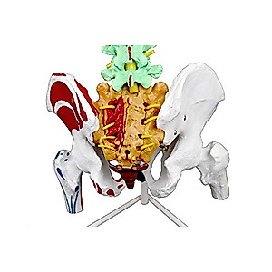 Vision Scientific VAV245 Flexible Spinal Column | 5 Color-Coded | Muscle W Occipital Bone | Sacrum, Coccyx, 24 Vertebrae, Soft Disc | Pelvic Bones & Femur Heads, Arteries, Nerve Endings | W Manual