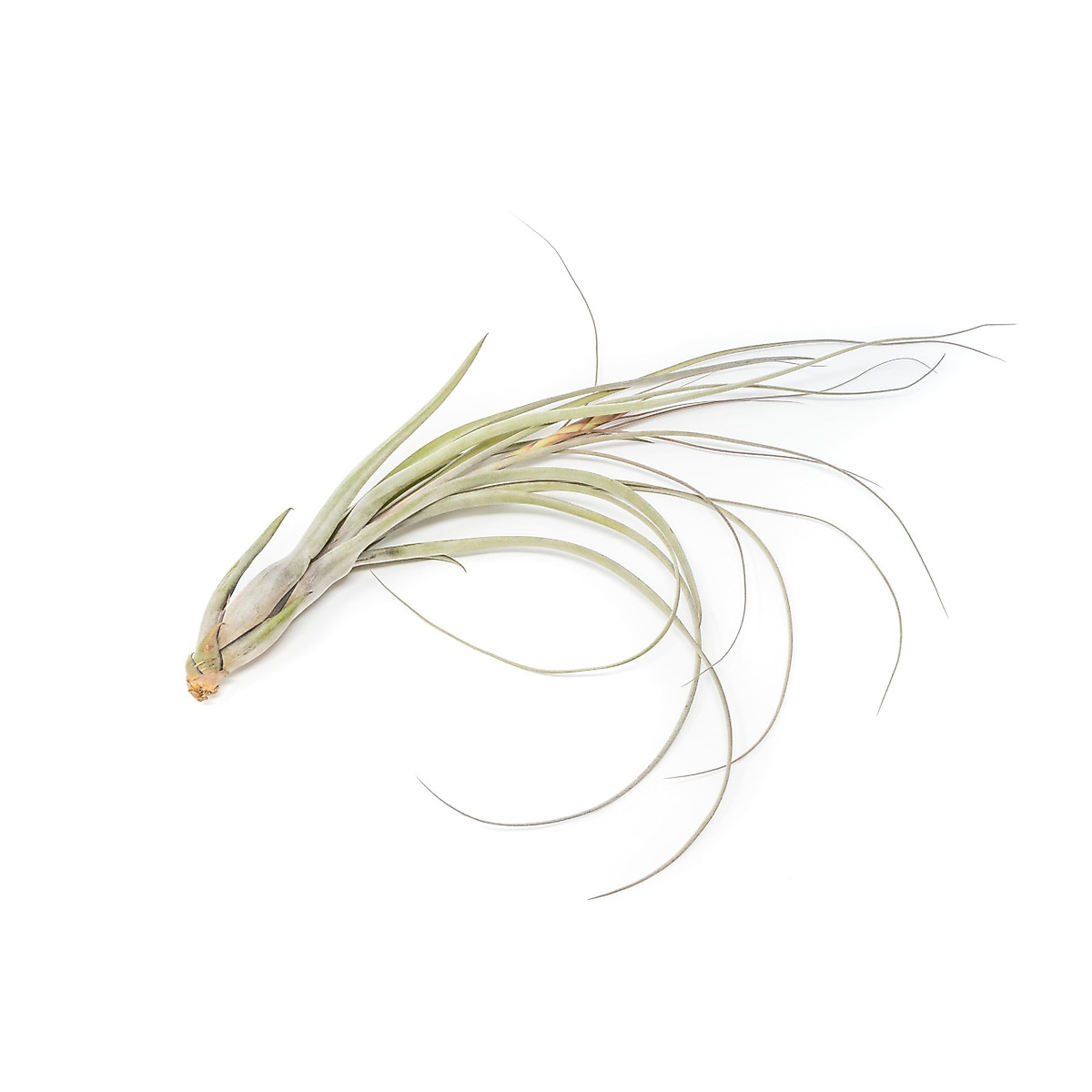 Air Plant Shop 5 Pack XL Tillandsia Balbisiana - Wholesale and Bulk - Succulents - Live Tillandsia - Easy Care Indoor and Outdoor House Plants