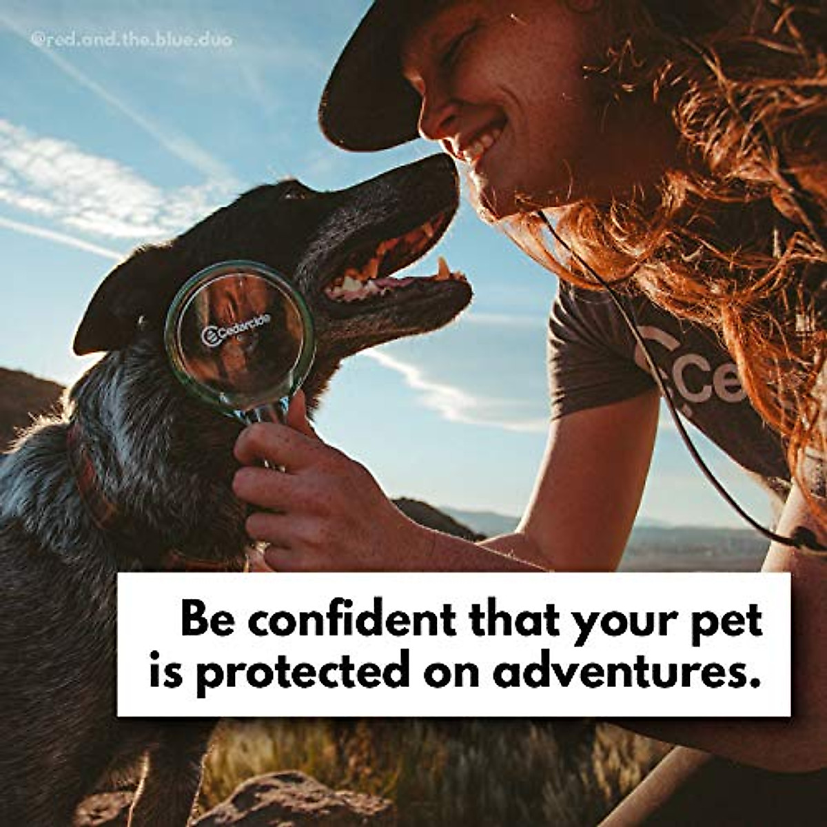 Cedarcide Flea + Tick Pet Brush (4 oz Pack) | Durable Grooming Brush Effectively Applies Cedarcide Original Biting Insect Spray to Kill + Repel Fleas Ticks & Mosquitoes |for Cats and Dogs