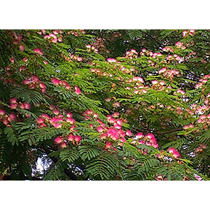 20+ Pink Albizia Julibrissin Tree Flowers Seeds Acacia Mimosa Home Bonsai