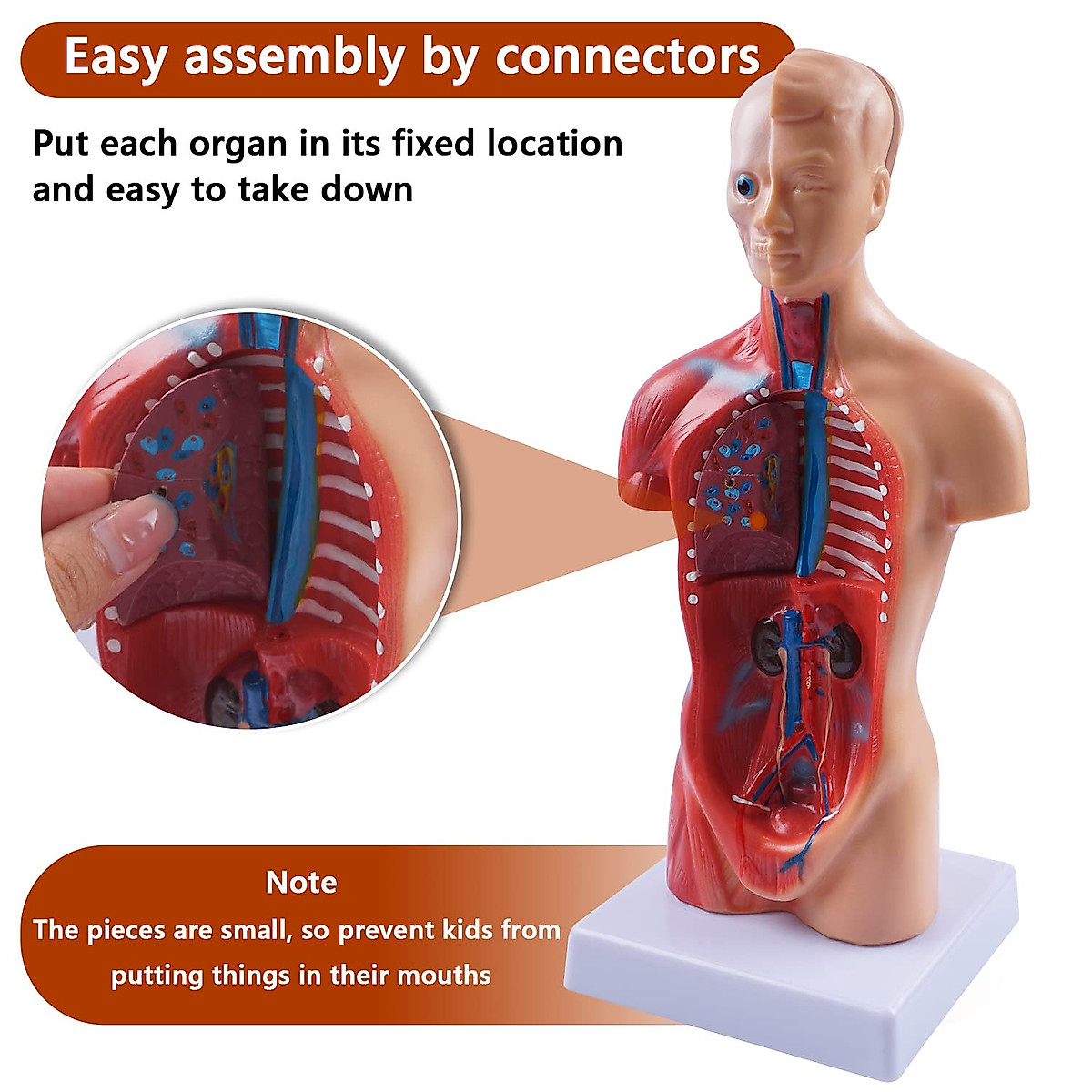 breesky 10.5inch Medical Torso Human Body Model Anatomy Doll 15 Removable Parts Education Organs Model for Teaching Study Class Students (Red)