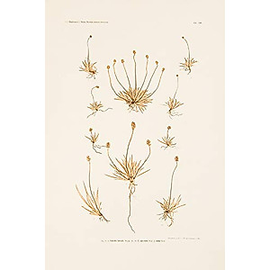 Tofieldia borealis, T. calyculata