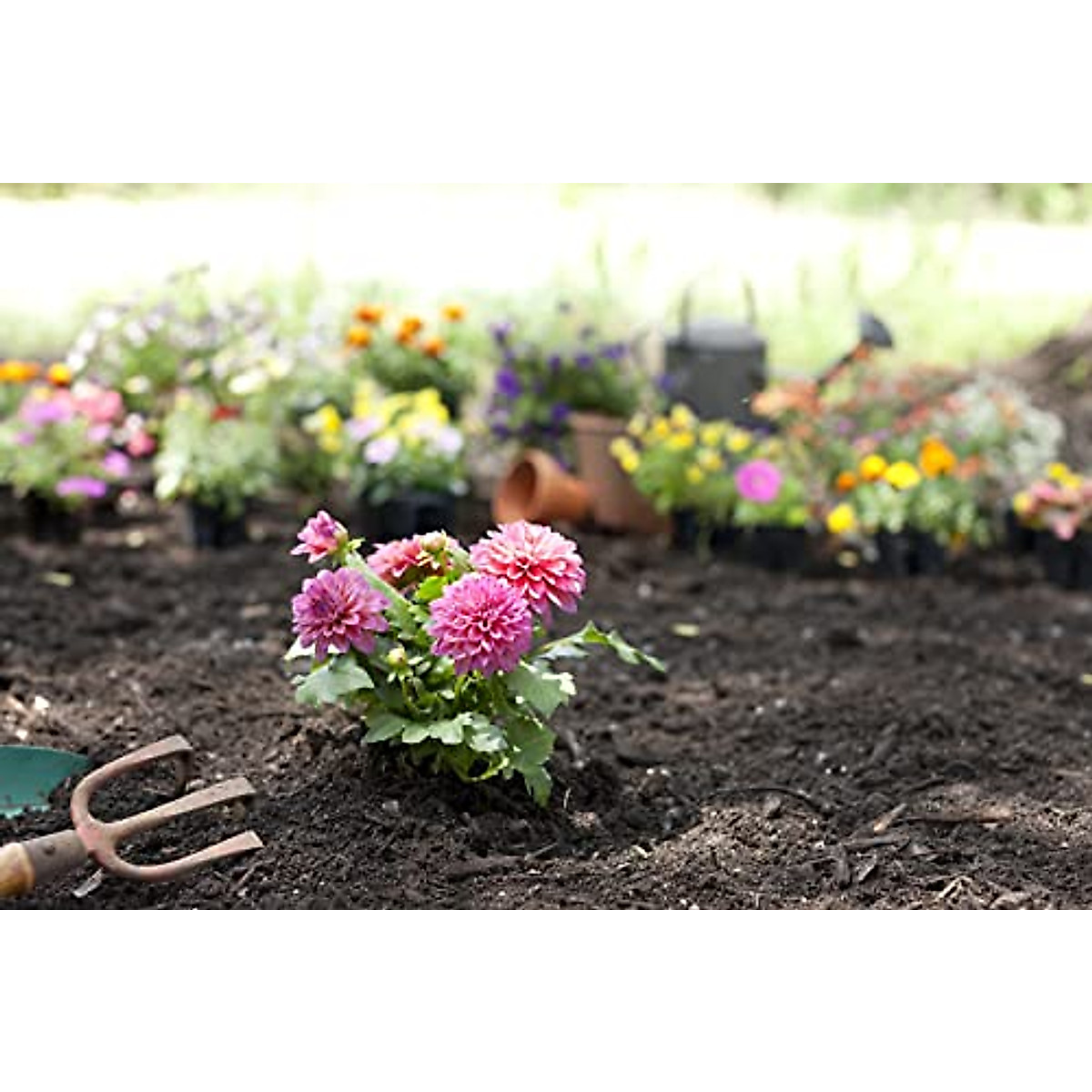 300+ Mix Dahlia Seeds Compound Petals Multi-Color, Beautiful Annual Outdoor Garden Potted Plants Non-GMO Dahlia for Planting Dahlia Pinnata Seeds