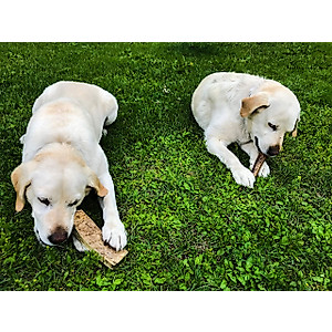 TBA Premium Alaska Moose Antler Dog Chew | 100% Wild Naturally Shed | Grade A | Over Half Pound | for Medium & Large Dogs | Lead Dog Antler Chews | Made in USA