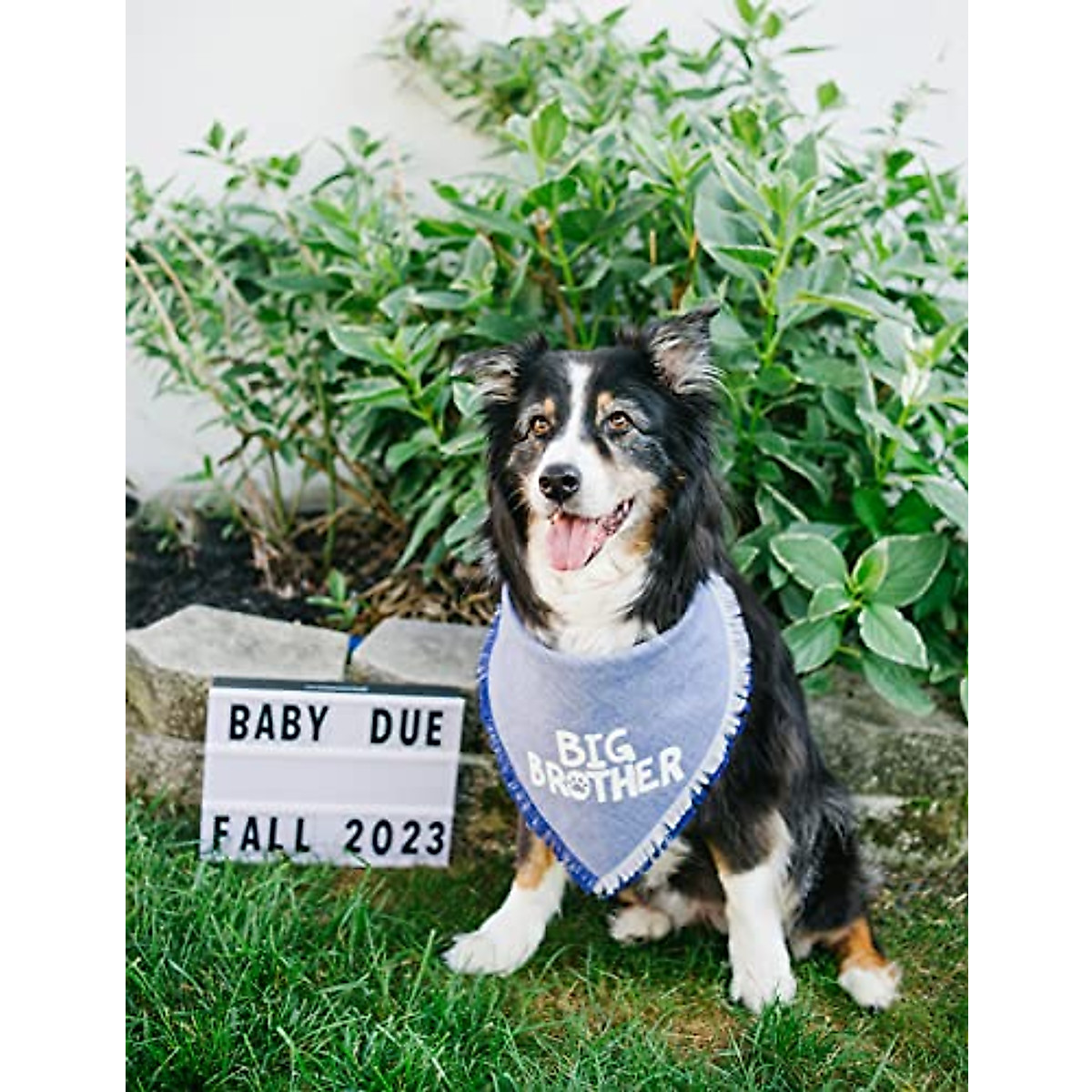 Everything Tailed Blue Big Brother Dog Bandana for Pregnancy Announcement, Pet Photo Prop, Handkerchief and/or Scarf for Dog, Fits Medium to Large Dogs