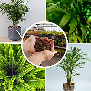 Palm Tree Potting Soil (8 Quarts), All Purpose Mix for Growing Indoor Palm Plants