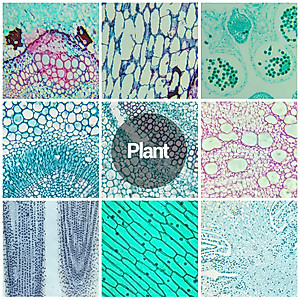 30 Microscope Slides with Specimens for Kids, Prepared Microscope Slides for Kids Microbiology, Glass Slides for Microscope, Biology Gifts for Adults Kids