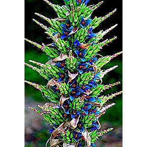 15 Sapphire Tower Seeds for Planting - Rare Flowering Cactus - PUYA Seeds
