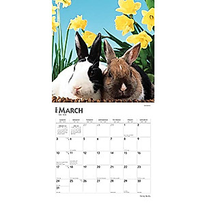 Honey Bunny | 2024 12 x 24 Inch Monthly Square Wall Calendar | BrownTrout | Domestic Small Cute Animals