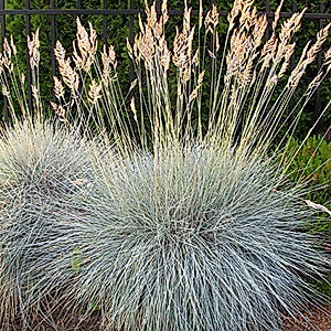 Outsidepride Perennial, Low Growing, Drought Tolerant, Blue Fescue Ornamental Grass - 5000 Seeds