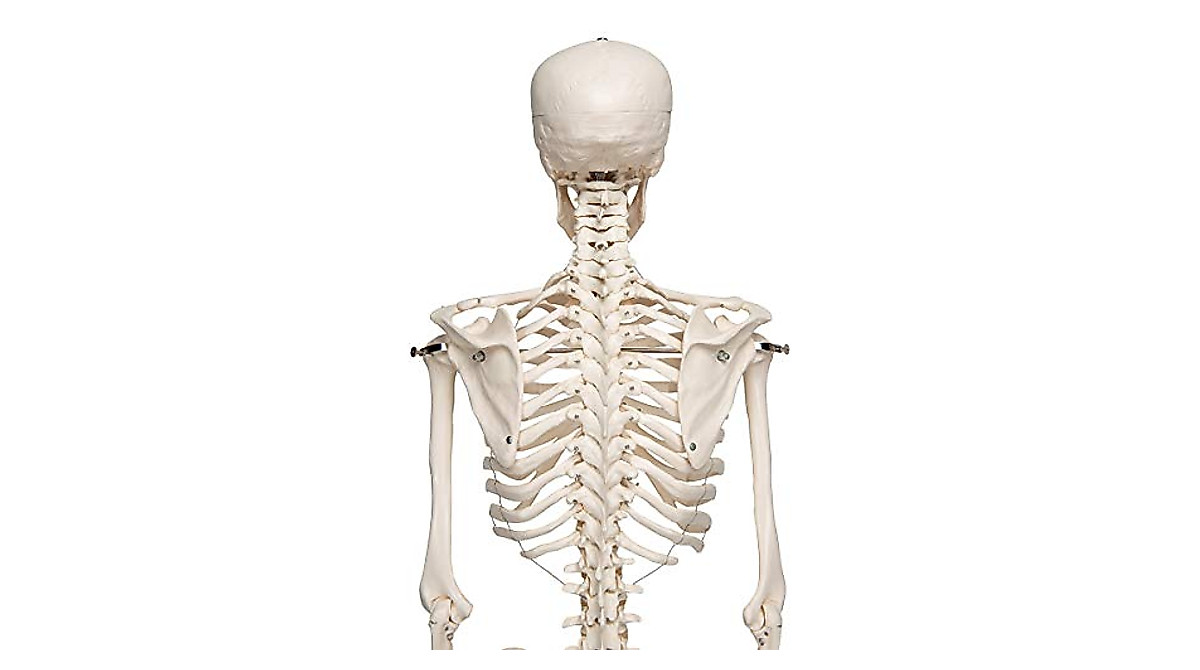3B Scientific A10 Stan Skeleton with Stand | Human Anatomy Model