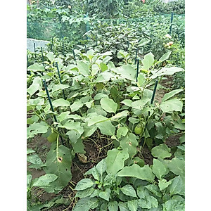 TINGYUAN Garden Stakes 55 Inches Steel Plant Stakes, Pack of 25