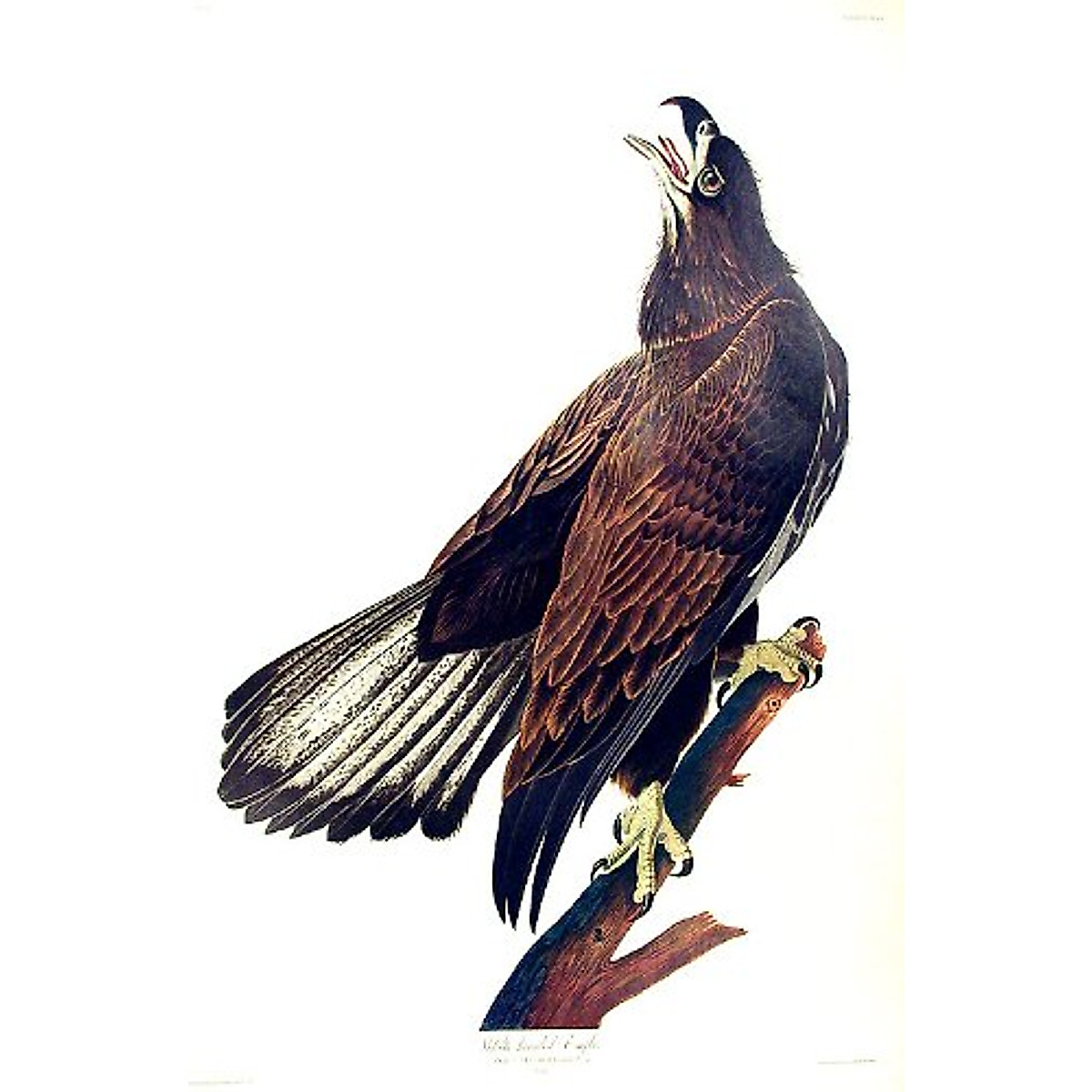 White headed Eagle. From"The Birds of America" (Amsterdam Edition)
