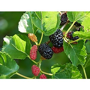 Dwarf Mulberry Tree Everbearing Morus Nigra Fruiting 6-8" Tall 4" Pot