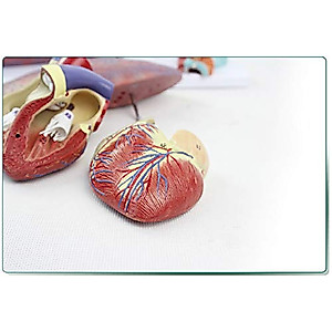 BONEW Human Medical Chest/Throat Anatomy Larynx Heart and Lung Anatomical Model with 51 Parts Indication Signs