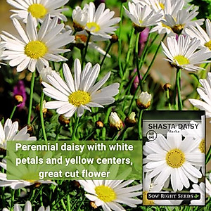 Sow Right Seeds - Shasta Daisy Flower Seeds for Planting - Non-GMO Heirloom Packet with Instructions - Attract Butterflies and Excellent for Cutting - White Blossom with Yellow Centers (1)