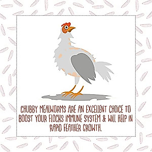 Chubby Mealworms Bulk Dried Mealworms for Wild Birds, Chickens etc. (2Lbs)