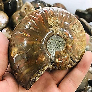 1PC raw Natural Rainbow Color Ammonite Fossils Mineral Specimen Animal Snail Statue for feiki Healing Mineral Collection