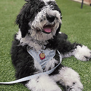 Vera Bradley Women's Recycled Lighten Up Water-repellent Pet Leash, Tiny Turtle Dream, Medium