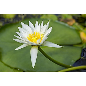 60 Pcs Mix Bonsai Bowl Lotus Seeds, Water Lilys Flower Plant, Lotus Seeds for Planting Water Features Seeds Non-GMO Fresh Garden Seeds