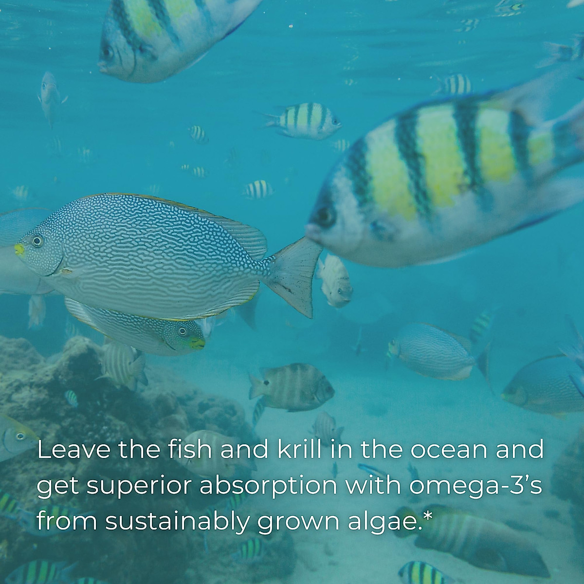 iwi life Brain Omega-3, 120 Softgels (60 Servings), Vegan Plant-Based Algae Omega-3 with EPA + DHA, Focus, Memory and Mood Support Dietary Supplement, Krill & Fish Oil Alternative, No Fishy Aftertaste