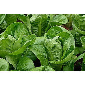 2000 Little Gem Romaine Lettuce Seeds for Planting 4+ Grams of Seeds Non GMO Heirloom Garden Vegetable Survival Baby Greens Bulk