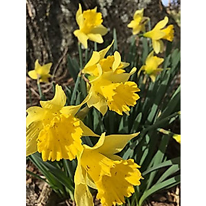 Dutch Master Daffodils (25 Bulbs) - Yellow Daffodil Narcissus Bulbs