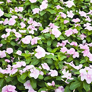 Outsidepride Vinca Periwinkle Pink Garden Flower, Ground Cover, & Container Plants - 4000 Seeds