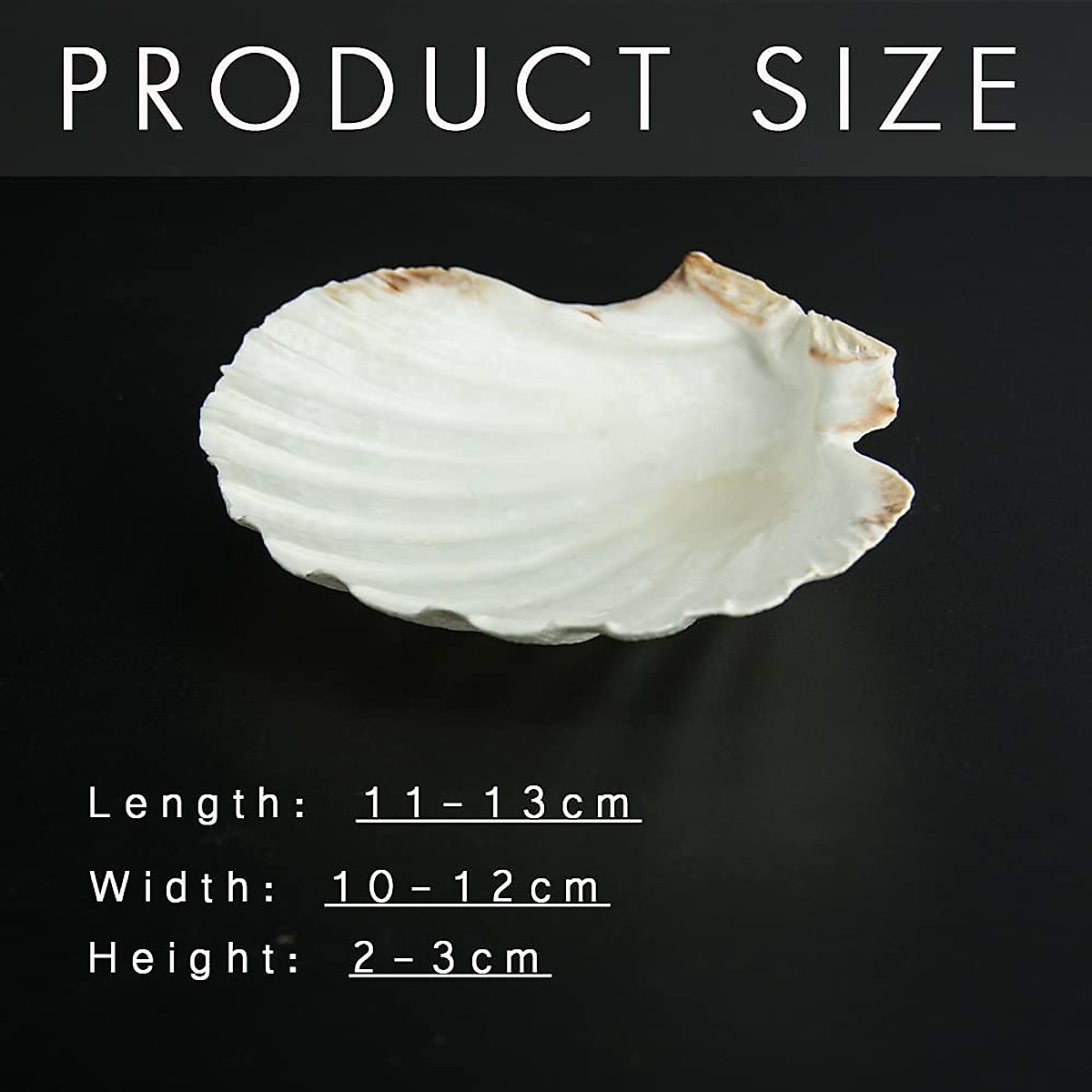 SEAJIAYI 6PCS Scallop Shells for Serving Food,Baking Shells Large Natural White Scallops from Sea Beach for DIY Craft Decor 4-5 Inches