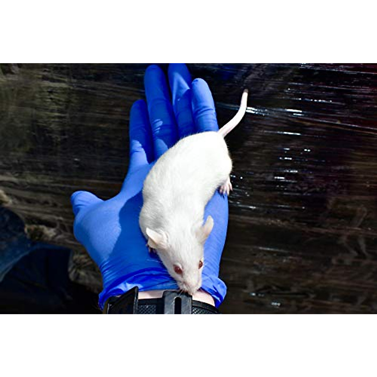 MiceDirect 40 Large Adult Mice: Pack of Frozen Large Adult Feeder Mice - Food for Corn Snakes, Ball Pythons, Lizards and Other Pet Reptiles - Freshest Snake Feed Supplies