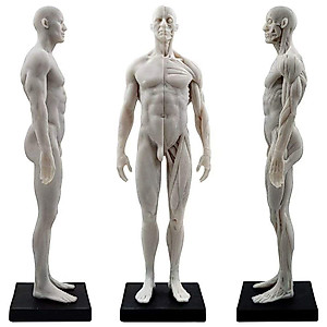 Global-Dental 11 inch Male Human Anatomical Model Art Anatomical Figure White