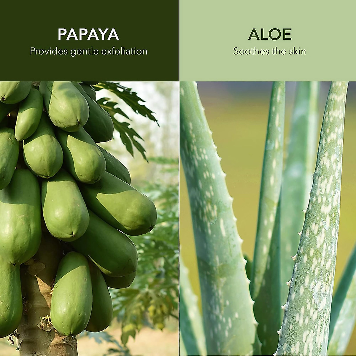 Plant Apothecary Cloud Break: 6.8oz Enzyme Face Cleaner with Aloe, Vitamin B5, Pineapple & Papaya Extract - Cleansing Face Wash With Refreshing Formula - Facial Cleansers & Skin Care for Men and Women