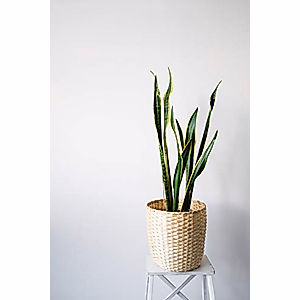 Live Snake Plant, Sansevieria trifasciata Laurentii, Fully Rooted Indoor House Plant in Pot, Mother in Law Tongue Sansevieria Plant, Potted Succulent Plants, Sansevieria laurentii by Plants for Pets