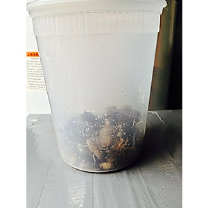 Dubia Roaches 100 Mixed Size for Feeding Reptiles by Copper Dragon's Roaches